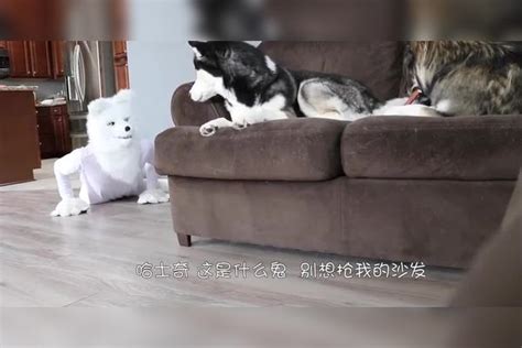 宠主闲来没事，伪装白狼恶搞哈士奇，二哈：这二货主人又犯二了！白狼伪装货主