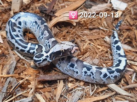 Chrome Head Sumatran Sumatran Short Tailed Python By Leachs Python