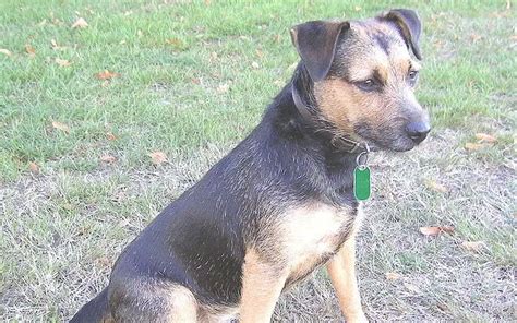 Patterdale Lakeland Cross Patterland Patterdale Terriers