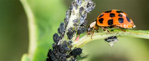 What Is Pest Control Examples