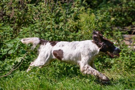 De Engelse Springer Spaniel Engelsespringerspaniel Vantkluisbos Be