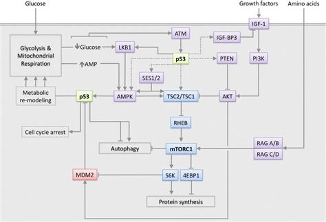 Signalling Between P53 And The Igf Akt Mtorc1 Pathway P53 Is Activated