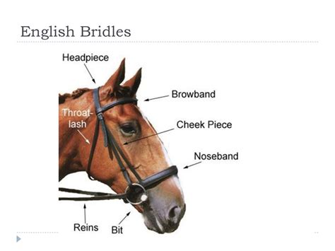 English Bridle Parts