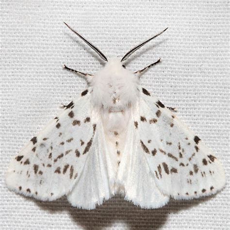 Hyphantria Cunea Bugguidenet