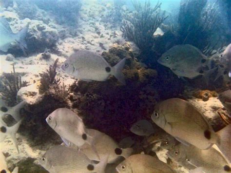 A Retinex Based Enhancing Approach For Single Underwater Image