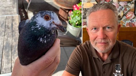 Polsk Brevduva Bodde På Uteserveringen I Tio Dagar P4 Blekinge