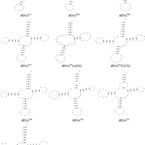 Predicted Secondary Clover Leaf Structure For The 22 Trna Genes Of The