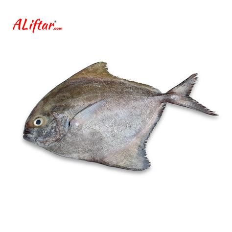 Fresh Black Pomfret Fish Bp Whole 15kg