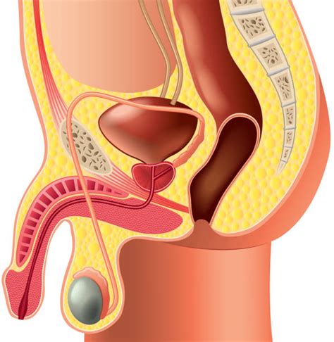 Testis Anatomy Illustrations Royalty Free Vector Graphics And Clip Art