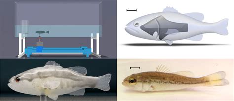 Robofish To The Rescue! – oceanbites