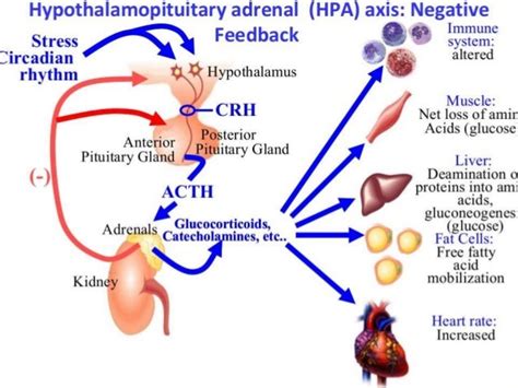 Systemic Steroid Therapy