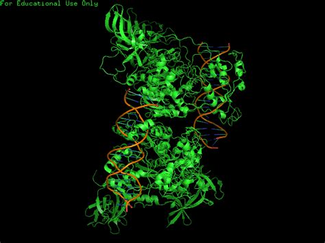 Structure Of Dnmt1 Dna Complex Reveals A Role For Autoinhibition In