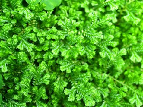 Pteridophyte Plants What Are Types And Examples Evidence Network