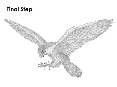How To Draw A Falcon