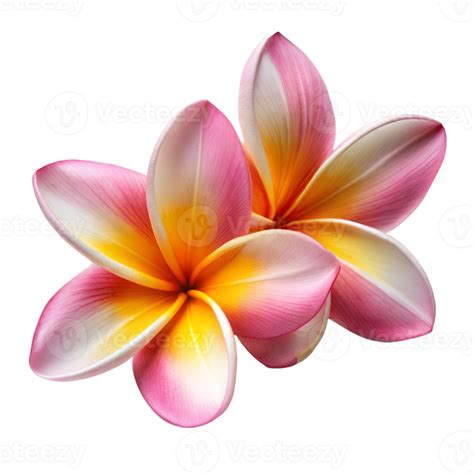 Flores Hawaianas Png Para Descargar Gratis