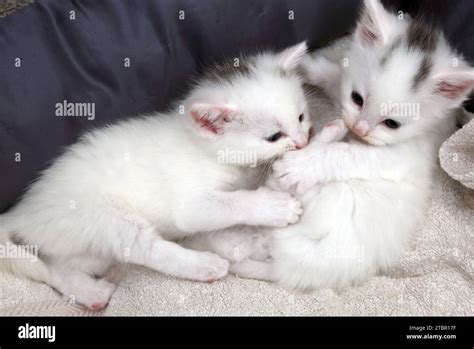 One Month Old Turkish Angora Cross Kittens Playing In Cat Bed Surrey