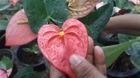 පුංචි පැටවු ටිකක් ♥️♥️ පැකේජ් අංක 20 අමතන්න 0764051703 Youtube