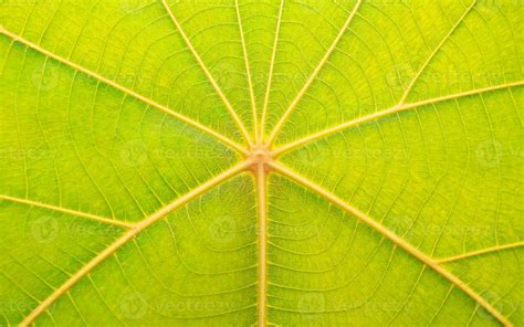 Green Teak Leaf Texture Bastard Teak Bengal Kino Kino Tree Flame Of