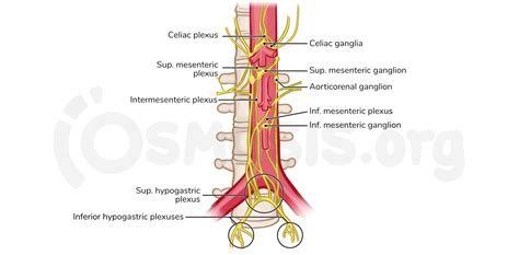 Dermatomescutaneous Innervation Acms Anatomy With
