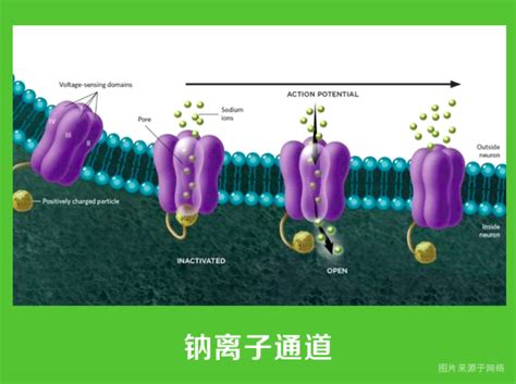 如何区分钾离子通道和钠离子通道？ 知乎