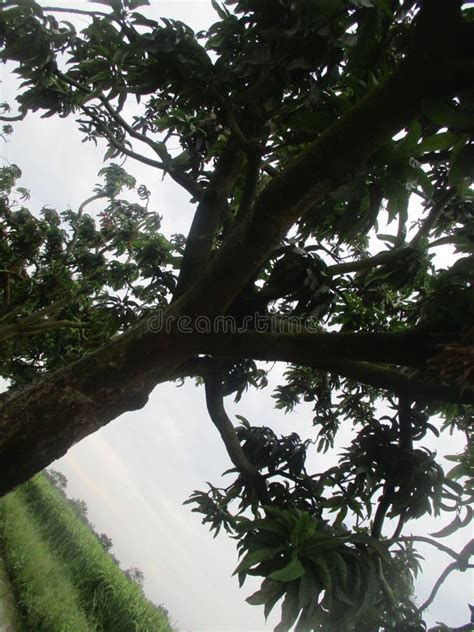 Mango Garden On The Edge Of The Rice Field Stock Image Image Of