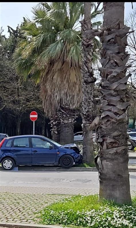 Si Schianta Con Lauto Su Una Palma