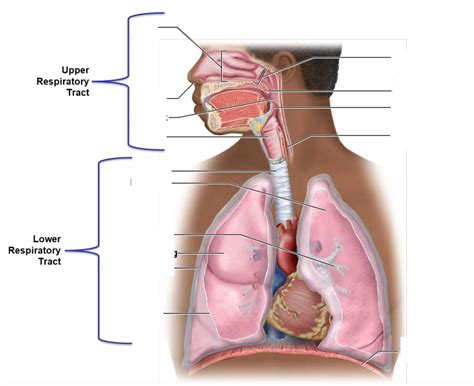 Respiratory Organs Diagram Quizlet