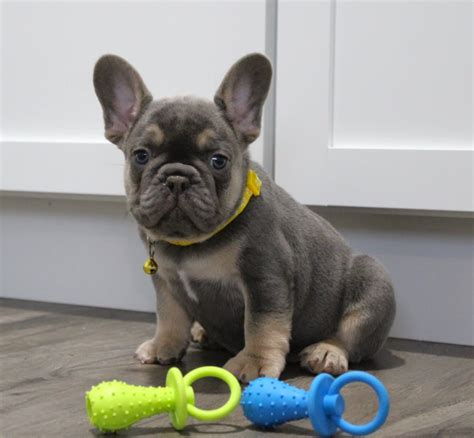 Walter French Bulldog Puppy For Sale In Fresno Oh Lancaster Puppies