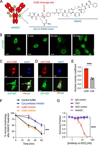 Cathepsin B Nuclear Flux In A Dna Guided “antinuclear Missile” Cancer