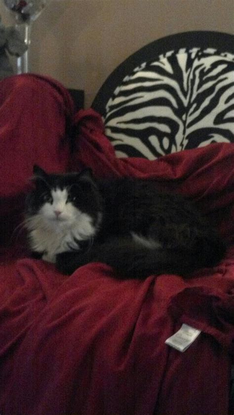 Lost Cat Farmington New York Peppi