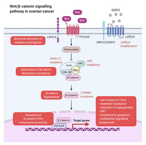 Cancers Free Full Text Ovarian Cancer And Cancer Stem Cells