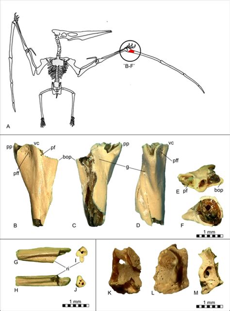 Pterosaur Finger Bone Found In Upper Maastrichtian Deposits