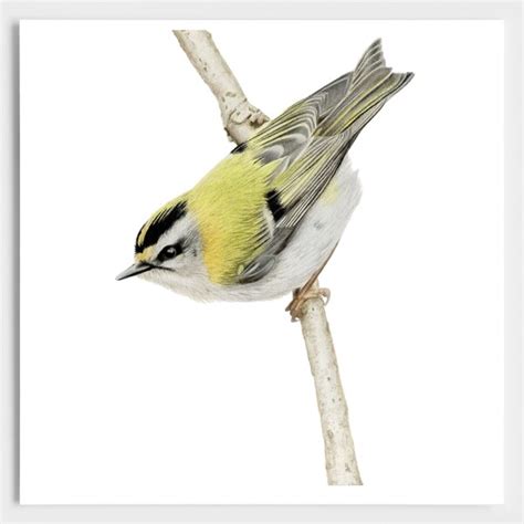 Firecrest Bird Poster Etsy Canada