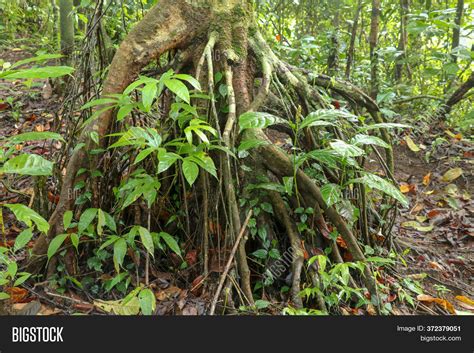 Branched Root System Image And Photo Free Trial Bigstock