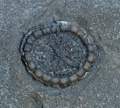 Cyclocystoid Echinoderm Fossil Echinoderm Fossils Fossil