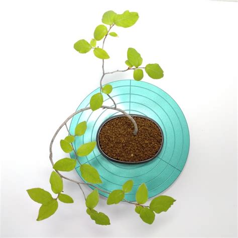 ヤマコウバシ盆栽 S016 盆栽創【bonsaisou】