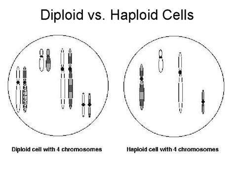 Chapter Terms 1 Diploid 2 Haploid 3 Autosomes