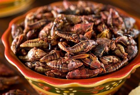 Los Chapulines Un Platillo Delicioso Y Nutritivo