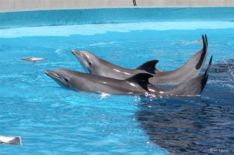 fotosricardo h DELFÍN MULAR o DELFÍN NARIZ DE BOTELLA Common Bottlenose Dolphin