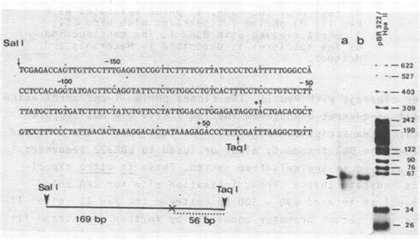 Nucleotide Sequence Of The Initiation Region Of Mouse Rdna And Si Download Scientific Diagram