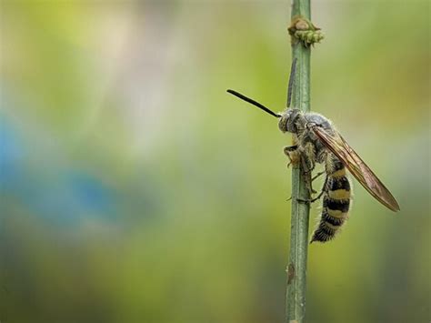 Premium Photo Scoliidae Wasp Yellow Hairy Flower Wasp