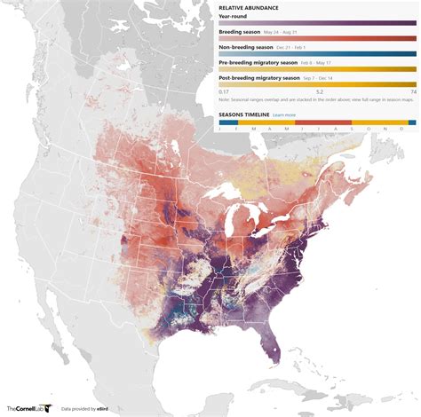 Common Grackle Shadetreeimaging