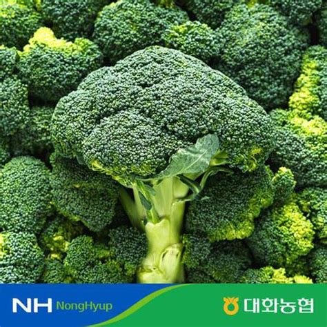 [대화농협] Gap 브로콜리 송이 특품 2kg Ssg Com