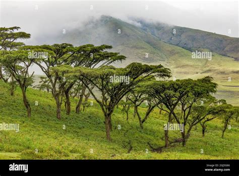 Acacia Trees Ngorongoro Conservation Area Tanzania Africa Stock