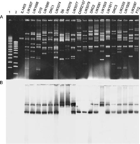 A Plasmid Profile Of Cit þ Lactococcus Lactis Strains Lane 1