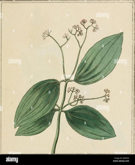 Elements Of The Science Of Botany 1812 Explains Linnaeus Classification System For Plants