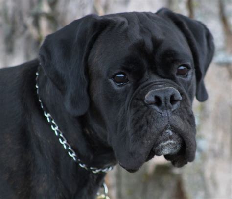 Current Litters Paradise Ranch Boxers