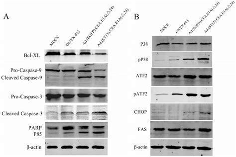 Detection Of Apoptosis In Sw620 Cells By Western Blot Sw620 Cells Were