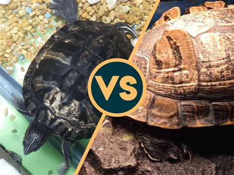 Turtle Shell Rot Vs Shedding Which Is Cause For Concern