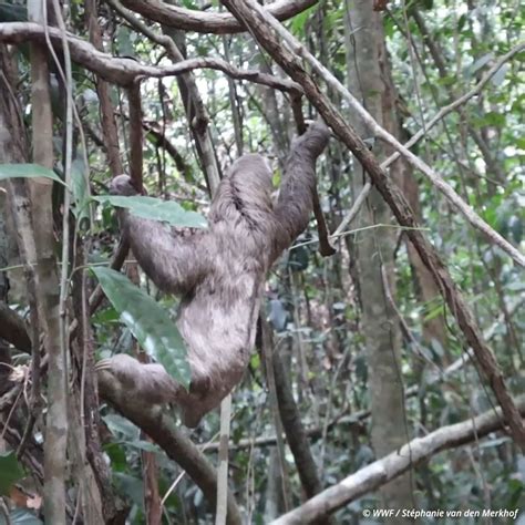 Sloth Facts Do You Know Why Sloths Move So Slowly Its Because They